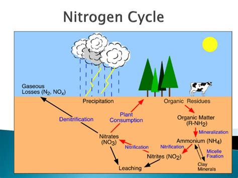 Nitrogen Cycle Definition