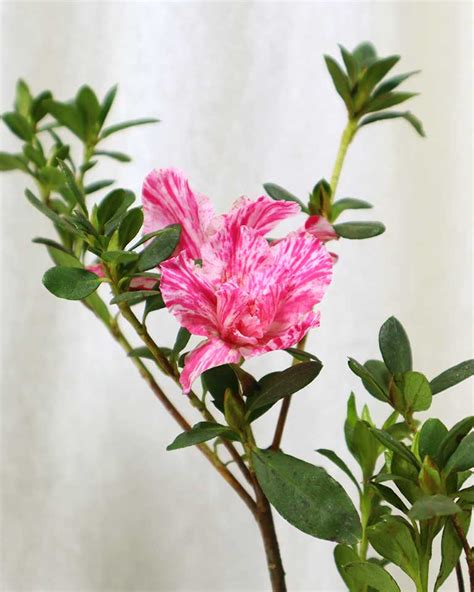 Azalea Dwarf Plant The Compact Beauty For Your Garden And Home