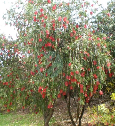 Callistemon Viminalis ★ Weeping Bottlebrush Plantitude Kenya