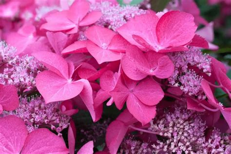 Exploring The Beauty Of Hydrangeas A Journey Through The Different Types Of Hydrangeas And