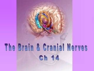 Brain And Cranial Nerves Ppt