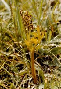 SEINet Portal Network Botrychium