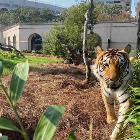 Get After It Tigers