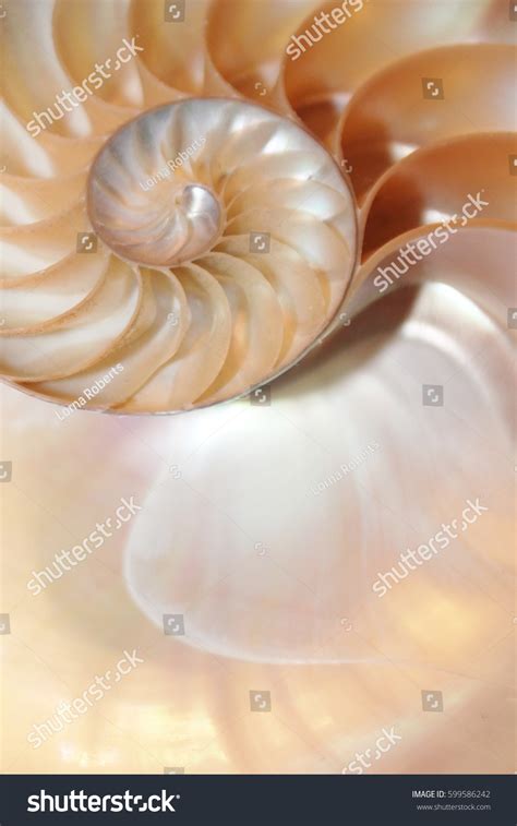 Nautilus Shell Symmetry Fibonacci Cross Section Stock Photo 599586242 Shutterstock