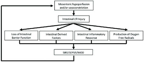 Cycle Of Mesenteric Hypoperfusion Resulting In Sepsis Septic Shock And Download Scientific