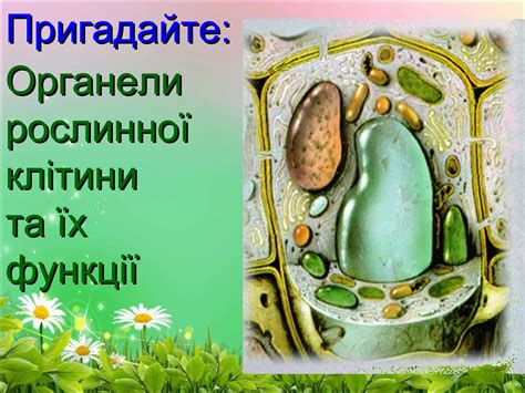 будова рослин клітини рослин тканини їх функції Ppt