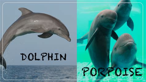 What Is The Difference Between A Dolphin And A Porpoise