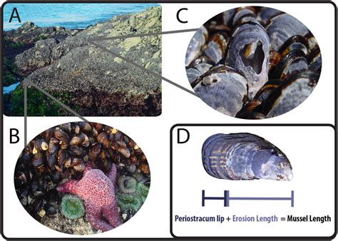 A The Vertical Extent From Low To High Intertidal Of A Mussel Bed