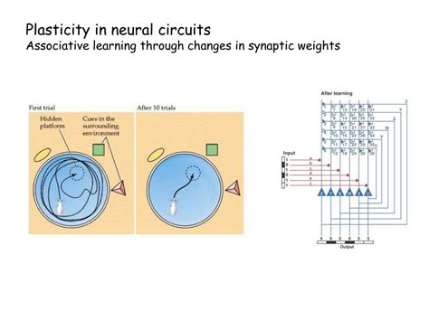 Ppt Plasticity In The Nervous System Edward Mann 17 Th Jan 2014
