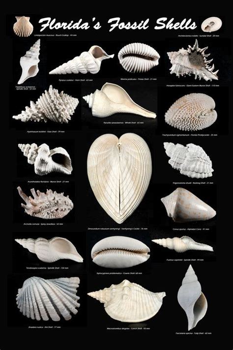 Florida Fossil Shells Collection