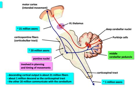 Cerebellum Flashcards Quizlet