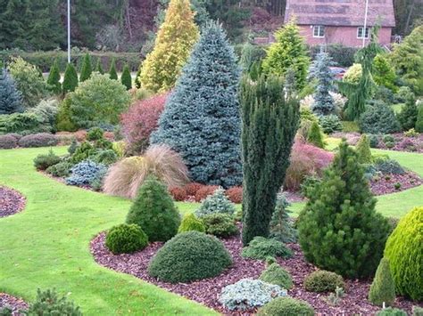 Dwarf Trees For Front Yard