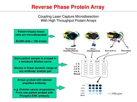 ppt calibration and normalization of protein microarray data powerpoint presentation id 251587