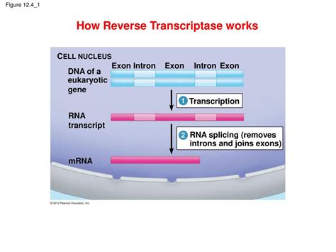 The Molecular Basis Of Inheritance Ppt Download