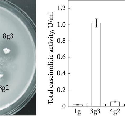 Proteolytic Activity A Zones Of Hydrolysis Of Casein In Agar B The Download Scientific