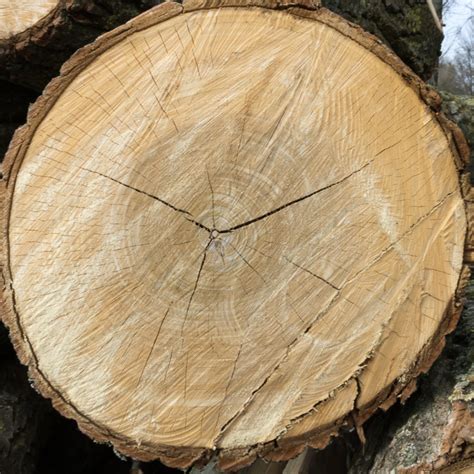 Natural Logarithm APL Wiki