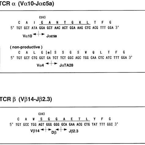 Primary structures of CDR regions of TCR α upper box and β lower Download Scientific