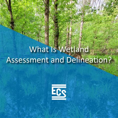 Wetland Assessment Delineation What How Why Ecs