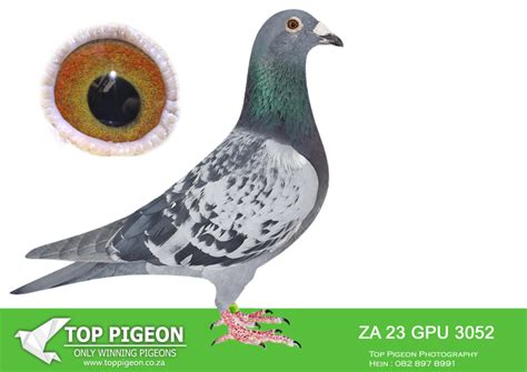 Lot 3 Za 23 Gpu 3052 H The Sex On The Pedigree Is Incorrect