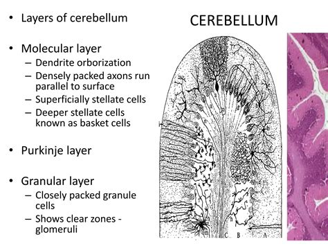 Histology Of Cerebrum And Cerebellum Pdf