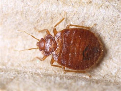 Does Raid Spray Kill Bed Bugs 2025 Todays Homeowner