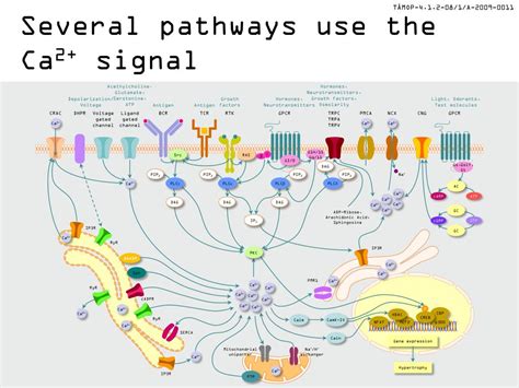 PPT The Calcium Signal PowerPoint Presentation Free Download ID 1604846
