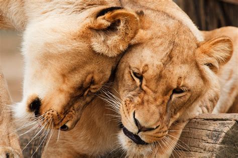 20 000 Imágenes Y Fotos De Leones Gratis Hd Pixabay