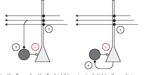 Figure 1 From Cellular And Synaptic Properties Of Local Inhibitory Circuits Semantic Scholar