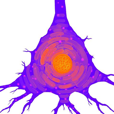 Bif Excitatory Pyramidal Cell Or The Structure Of A Pyramidal Neuron With Endoplasmatic