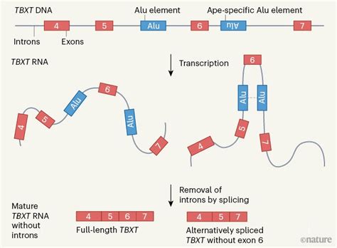 D20240301 Nature D41586 024 00309 Z Ape Specific Alternative Rna