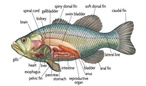 Fish Reproductive System Diagram