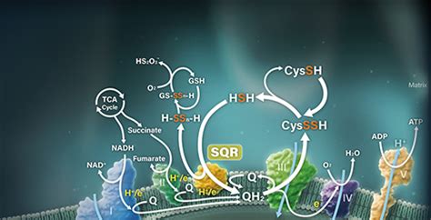 Lc Ms Ms Method Package For Reactive Sulfur Profiling Downloads