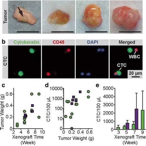 Ctcs Captured Using The Microfluidic Ctc Capture Chip From Mice With Download Scientific