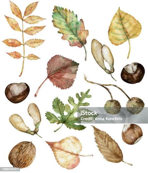 헤이즐 너트 밤 단풍 나무 씨앗 플레인트리 씨앗 포드 참나무 자작 나무 포플러 및 재 잎의 수채화 가을 세트 가을에 대한 스톡 벡터 아트 및 기타 이미지 Istock