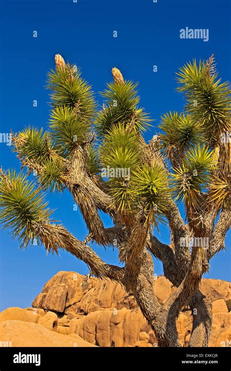 Joshua Tree Joshua Tree National Park Mojave Desert California Usa