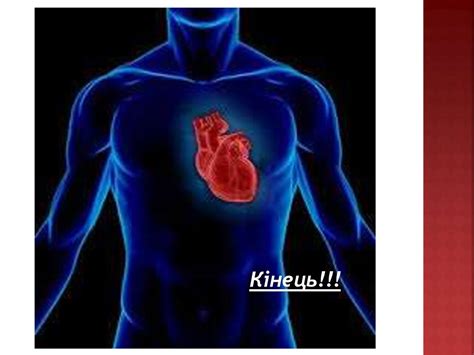 Серце Положення і будова серця людини презентация онлайн