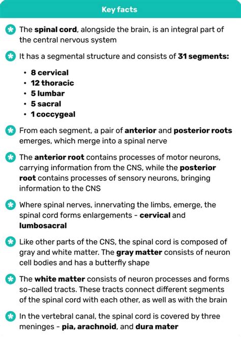 Spinal Cord Anatomy Function Easy Anatomy D
