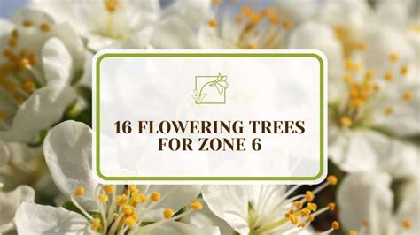 Flowering Trees For Zone That Are Must Haves For Any Avid Gardener Plant America