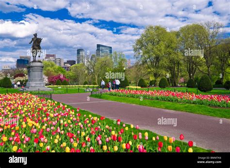 Tulips And George Washington Statue At The Boston Public Garden Boston