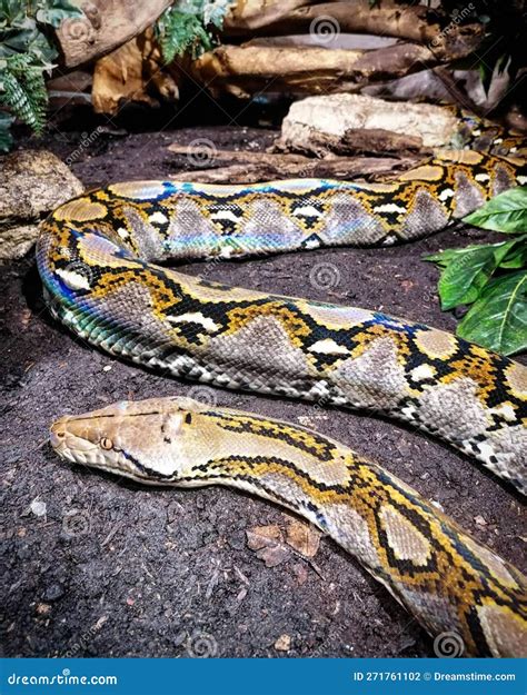 Big Colourful Python On The Wild Floor In The Wild Fauna Animal Planet