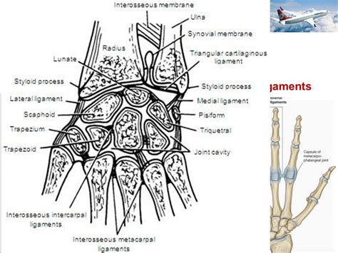 Victoria Gugenheim Body Art Ppt Video Online Download