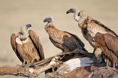 Vulture Facts Types Diet Reproduction Classification Pictures