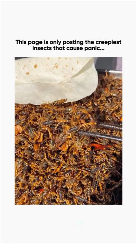 Insect Panic Just Insectpanic Here Epic Bug Encounters And See How People React When