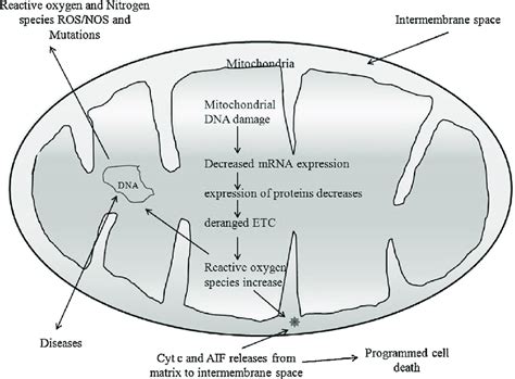 Mitochondrial Dysfunction And Oxidative Stress Mitochondrial Genome Download Scientific