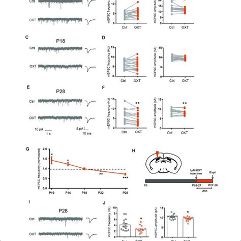 Dynamic Regulation Of Excitatory Synaptic Transmission By Oxytocin Download Scientific
