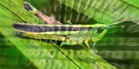 Artificial Intelligence Helping African Farmers Fight Locust Swarms