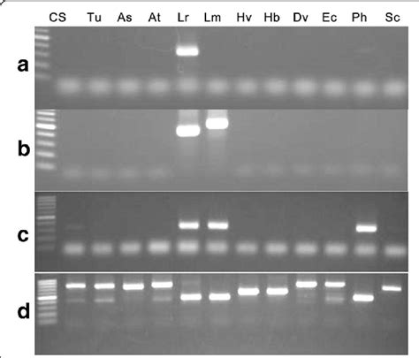 Representative Gels Of Pcr Amplification Of 12 Triticeae Species A Download Scientific Diagram