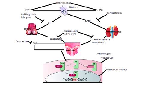 The Androgen Signaling Axis With Its Inhibitors Gnrh Download