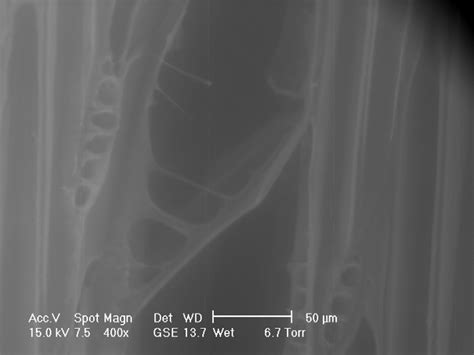 Fracture Path In Spruce Rl Direction 95 Percent Rh Download Scientific Diagram