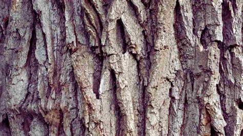 Optical Illusion Finding The Hidden Moth In The Image Is Actually Hard